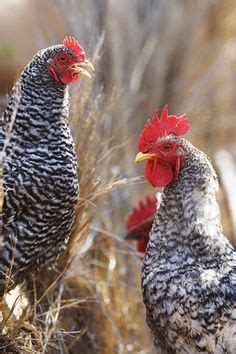 Potchefstroom Koekoek Chicken Poultry Breeds Beautiful Chickens
