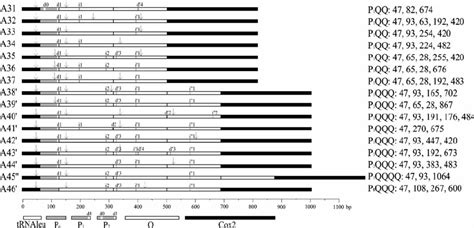 restriction maps left and length of restriction fragments right