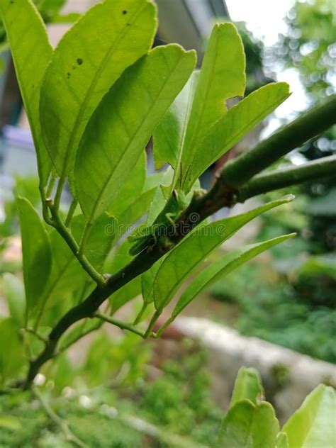A Green Grasshopper Perched On A Tree Branch Stock Image Image Of