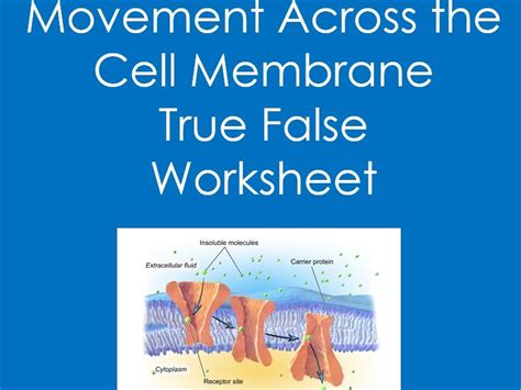 Biology Movement Across The Cell Membrane True False Diffusion