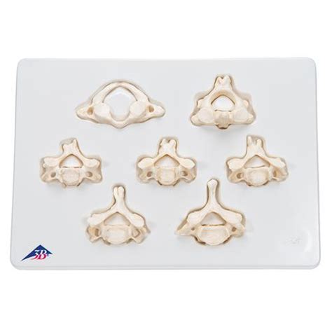 Denoyer Geppert Bone Structure Anatomy Model