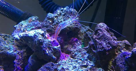 So My Cleaner Shrimp Molted And Left A Perfect Shell On The Rock