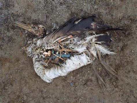 Why Birds Are Dying 30 Pics