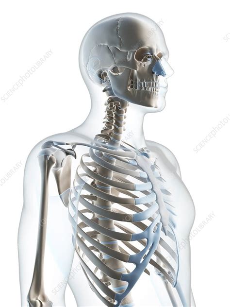 Human Skeletal System Artwork Stock Image F010 5870 Science