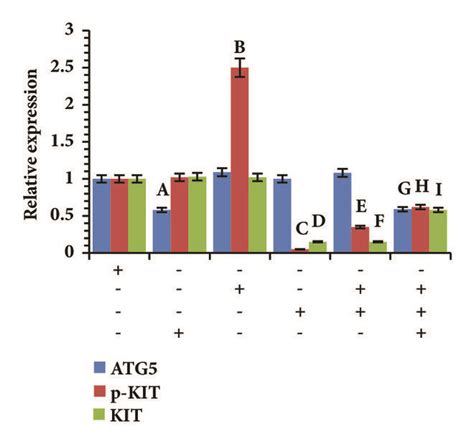 8 μ M Of Ua Induced Autophagic Degradation Of C Kit A Western