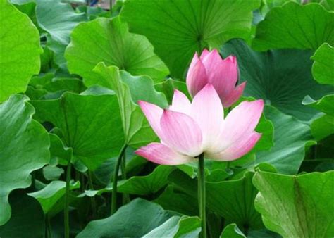 浅谈离骚中的花草惊艳了时光下 知乎