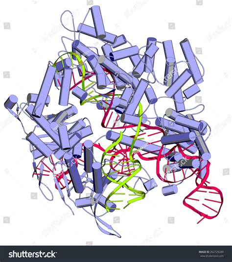 Crisprcas9 Gene Editing Complex Streptococcus Pyogenes Stock