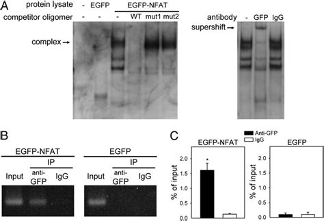 NFAT Binds To The Promoter Region Of Sox9 In ATDC5 Cells A Left