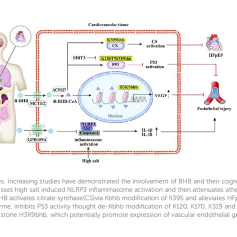 Schematic Representation Of Histone Modifications Identified Sites Of
