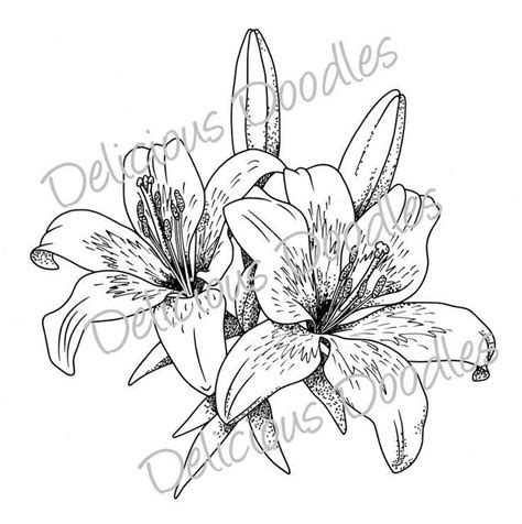 White Stargazer Lily Google Search Lilies Drawing Stargazer Lily