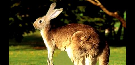 Kangaroo Rabbit By Tostykresth87 On Deviantart