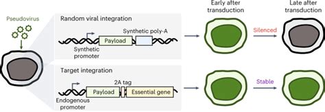 通过敲入整合酶缺陷型慢病毒稳定表达大转基因 Nature Biomedical Engineering X Mol