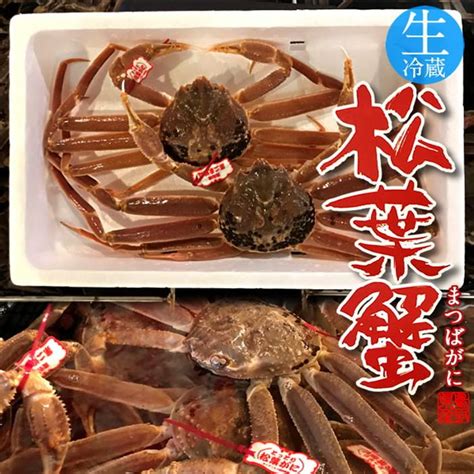 松葉蟹 かに 松葉ガニ 中500g×2尾セット 活ガニ 生き蟹 鳥取県産 ブランドタグ付きマツバガニ ズワイガニ お祝いギフト かろ か