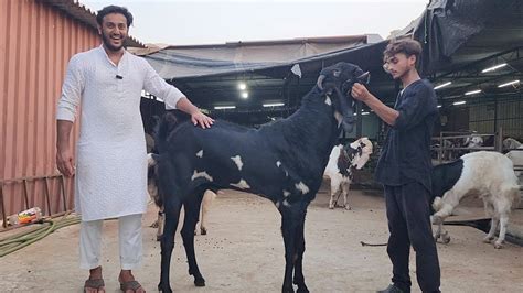 Heaviest Andul Collection Of Al Adl Goat Farm Mahapoli Bhiwandi Amir