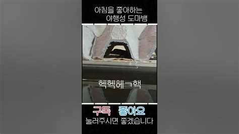 내 크레스티드게코는 주행성~~ 크레스티드게코 도마뱀 귀엽네 Youtube
