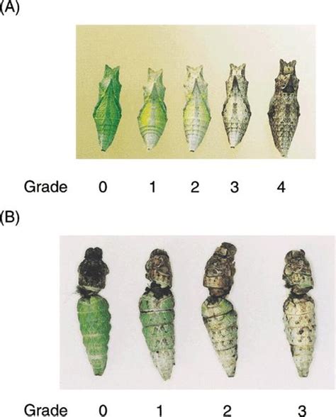 Extraction And Partial Characterization Of Pupal Cuticle Melanizing Hormone Pcmh In The