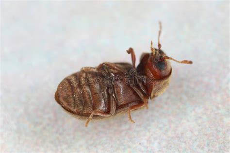 Biscuit Drugstore Or Bread Beetle Stegobium Paniceum Adult Stored