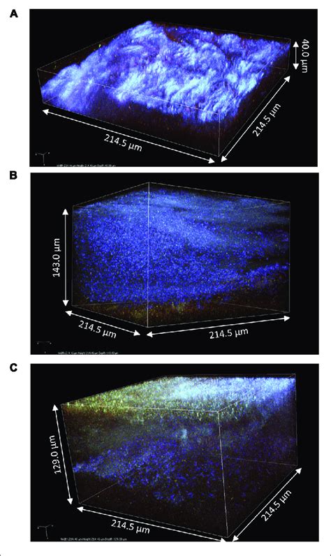 3d Modeling Of Z Stack Of The Upper Region Of Pellicles Observed At
