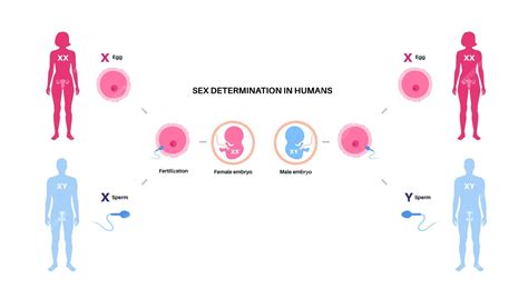 Premium Vector Sex Determination In Humans Male And Female Sperm And