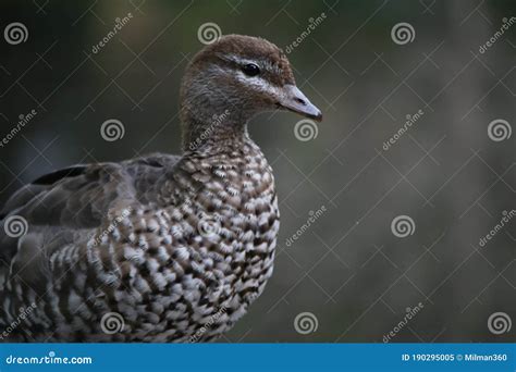White And Brown Feathered Duck Facing Sideways Stock Image Image Of