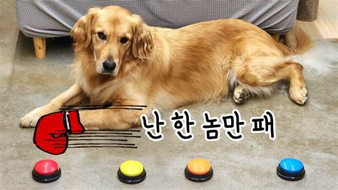 똑똑한 강아지한테 간식벨 훈련 시키면 안되는 이유 Youtube