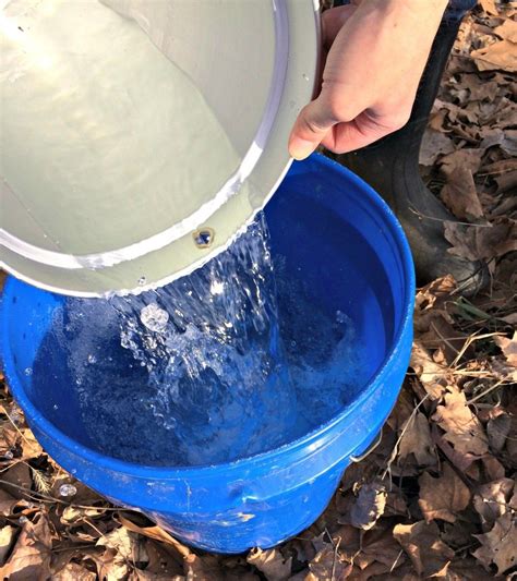 6 Reasons To Drink Maple Sap Water Maple Water Health And Wellness