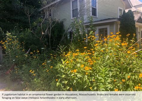 Sunflower Burrowing Resin Bee Paranthidium Jugatorium Bee Watching