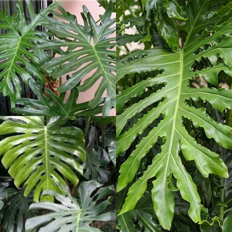 Exotic Dwarf Philodendron Tropical Selloum Hardy Splitleaf Etsy