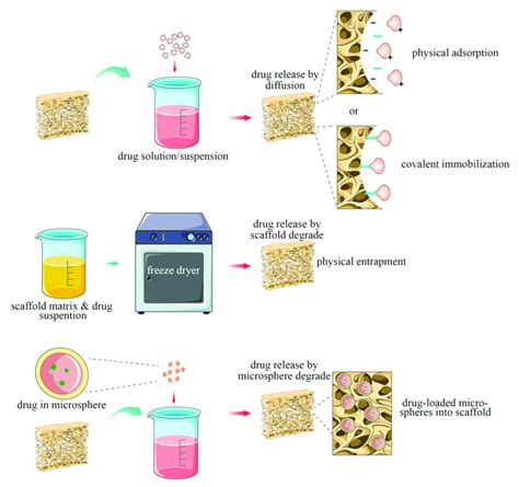 Loading Methods Of Drugs On N Hap Scaffold Download Scientific Diagram