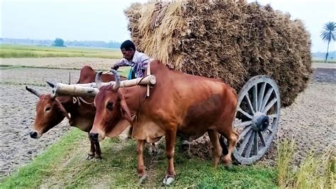 Two Strong Red Bullock Heavy Load Ride Bullock Cart Full Load Race