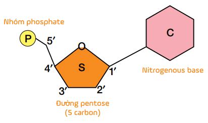 LỜI GIẢI Nucleotide được cấu tạo từ mấy thành phần Giải Tự Học