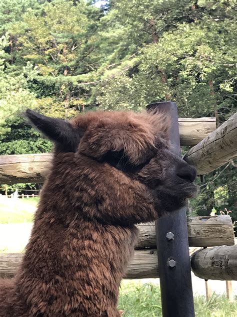 アルパカ 盛岡観光におすすめ 盛岡市動物公園 ZOOMO公式お土産も充実