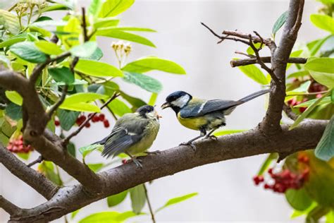 방울새 박새 이미지 스톡 사진 및 일러스트 Istock
