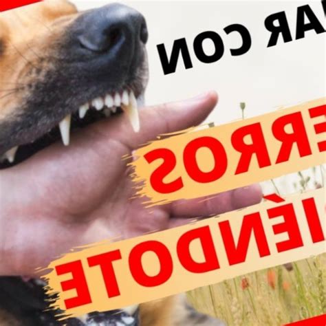 El Significado de los Perros en los Sueños Qué Revelan Anna Casas