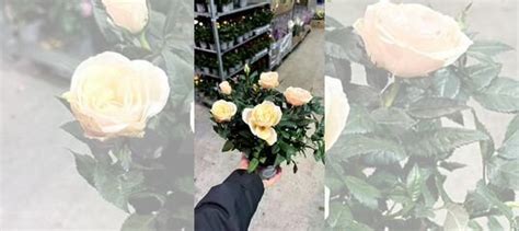 Роза комнатная в горшке купить в Санкт-Петербурге | Товары для дома и ...