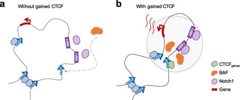 Schematic Model Of Ctcf Facilitated Oncogenic Transcriptional Download Scientific Diagram