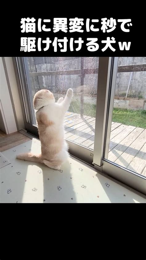 犬と猫の親バカ日記 明けましておめでとうございます。今年もよろしくお願いします🙇⤵️ おせちに大興奮w Instagram