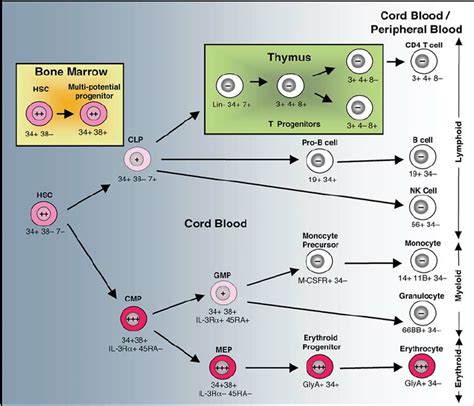 Scl Expression During Human Hematopoietic Differentiation A Model Of