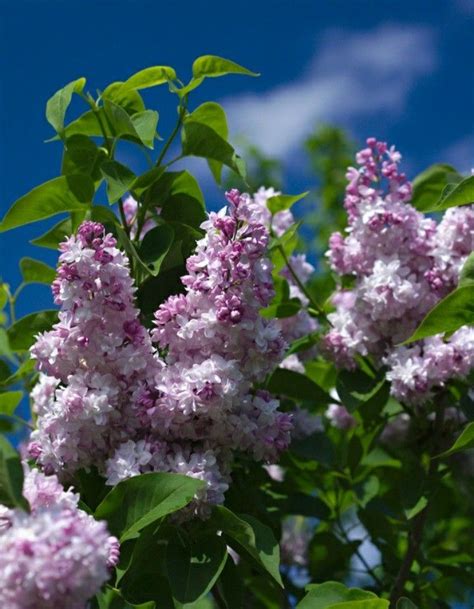 Пин на доске Lilac Dreams Кусты сирени Сирень Цветы