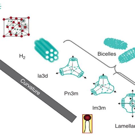 Pdf Numerical Algorithm Of Diffusion For Membrane Proteins Integrated