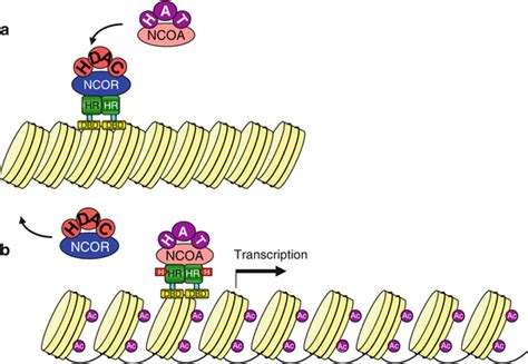 Nuclear Receptor Pathways Oncohema Key