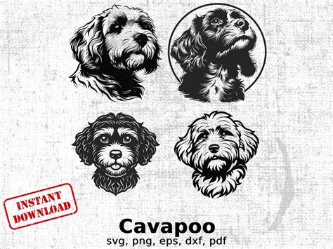 Cavapoo Dog Breed Clipart Bundle Digital Artwork Vector Images
