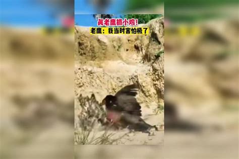 真老鹰抓小鸡！老鹰：我当时害怕极了！老鹰抓小鸡