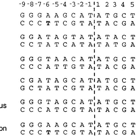 The Ebna1 Mutants Ebna1 Amino Acid Numbers Are Indicated As Are The