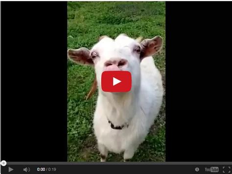 Watch This Crazy Goat Give A Tongue Lashing The Horseaholic