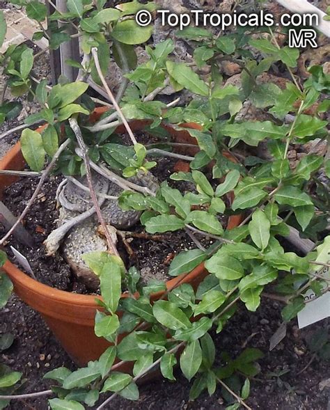 Fockea Edulis Common Name Fockea Top Tropicals Plant Encyclopedia