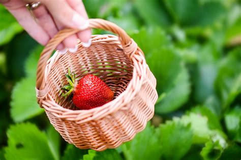 딸기로 가득 찬 작은 바구니를 들고있는 여자 신선한 빨간 딸기 과일은 정원에서 수집하거나 픽업 건강한 생활방식에 대한 스톡 사진 및 기타 이미지 Istock