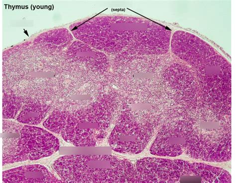 Endocrine Histology Thymus Diagram Quizlet
