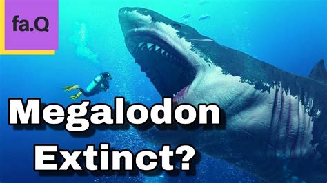 Why Megalodon Definitely Went Extinct Weta