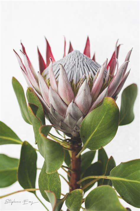 King proteas - PicFlick